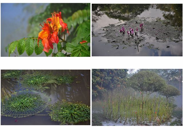 Hailstone damages landscape plants in XTBG----Xishuangbanna Tropical ...