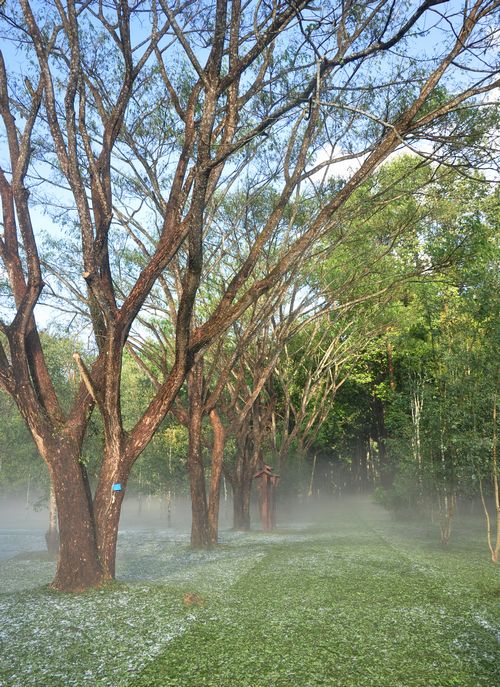 Hailstone damages landscape plants in XTBG----Xishuangbanna Tropical ...